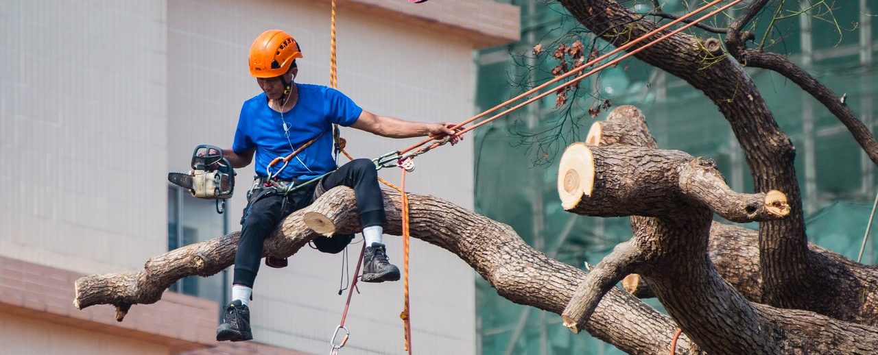 Tree Disputes | QCAT Claims | QLD Business + Property Lawyers